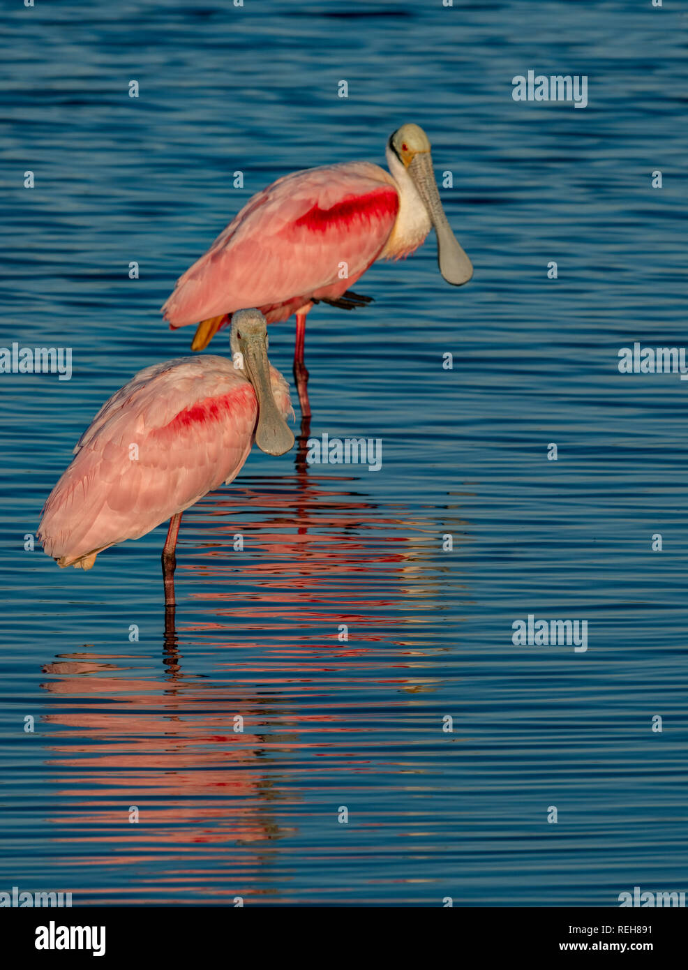 Roseate Spoonbill in Florida Stock Photo - Alamy