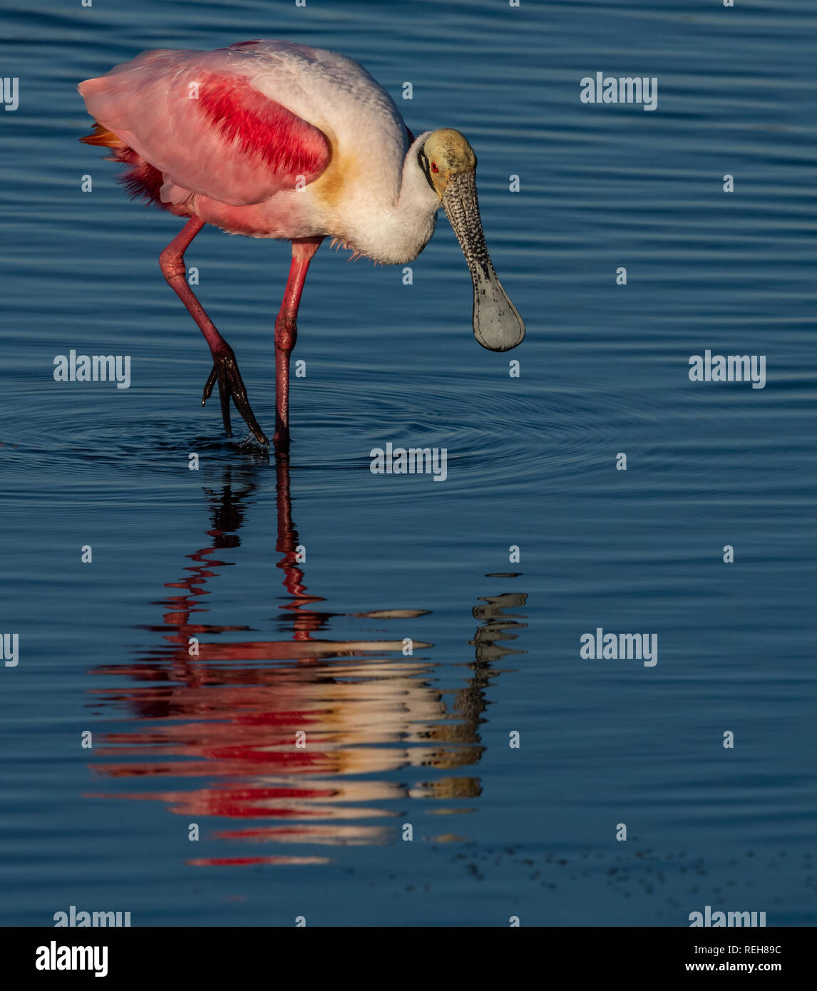 Roseate spoonbill eating hi-res stock photography and images - Alamy