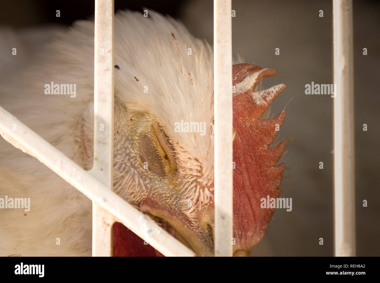 Animal transport cage hi-res stock photography and images - Alamy
