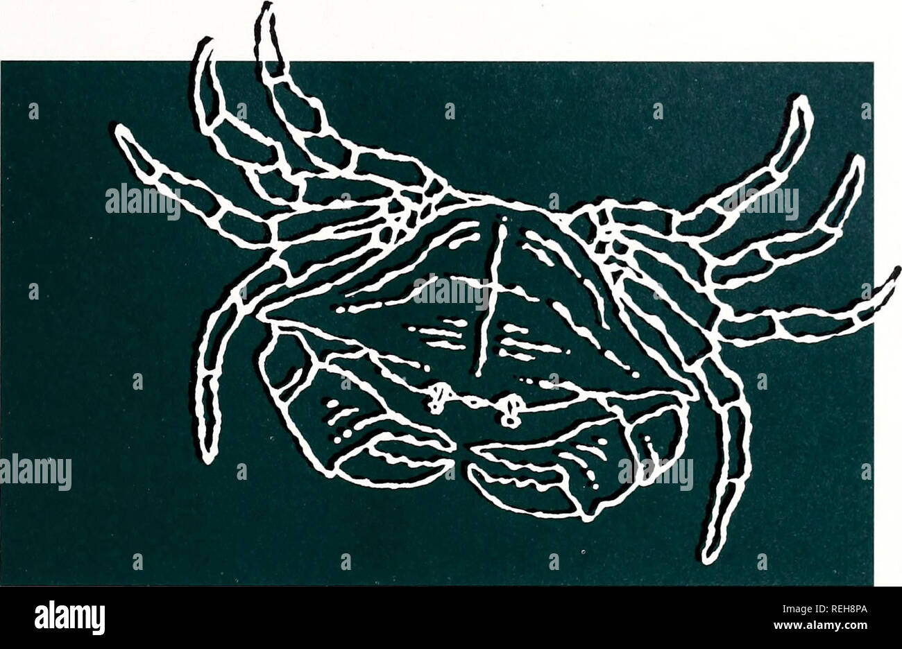 Crab shed shell hi-res stock photography and images - Alamy