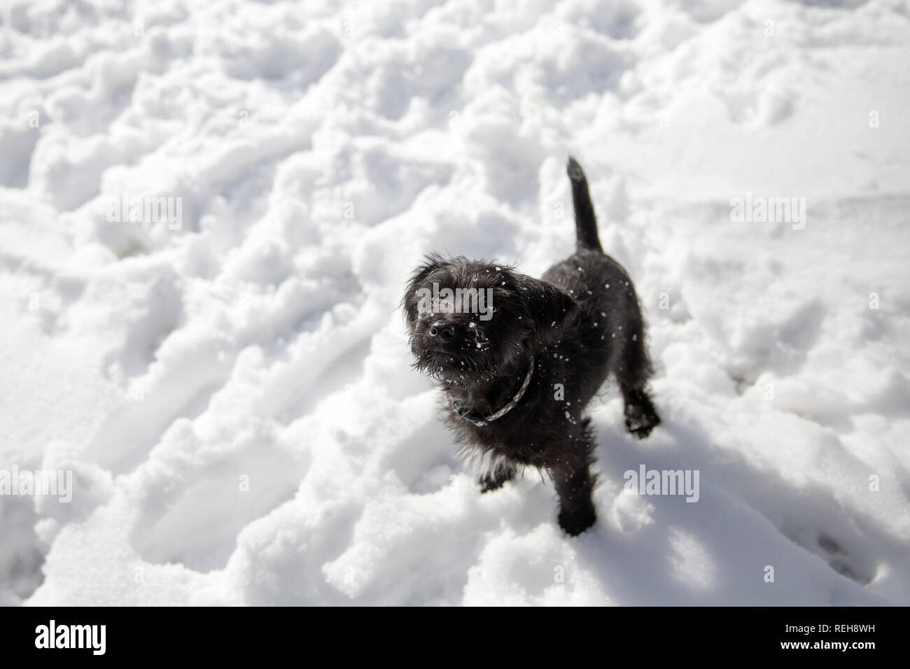 Miniature Schnauzer puppy playing in the snow Stock Photo - Alamy