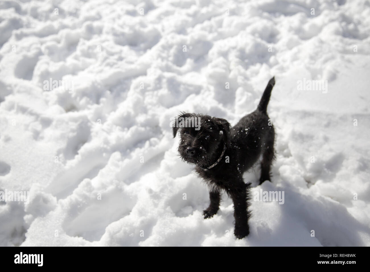 Miniature schnauzer puppy cute dog snow hi-res stock photography and ...