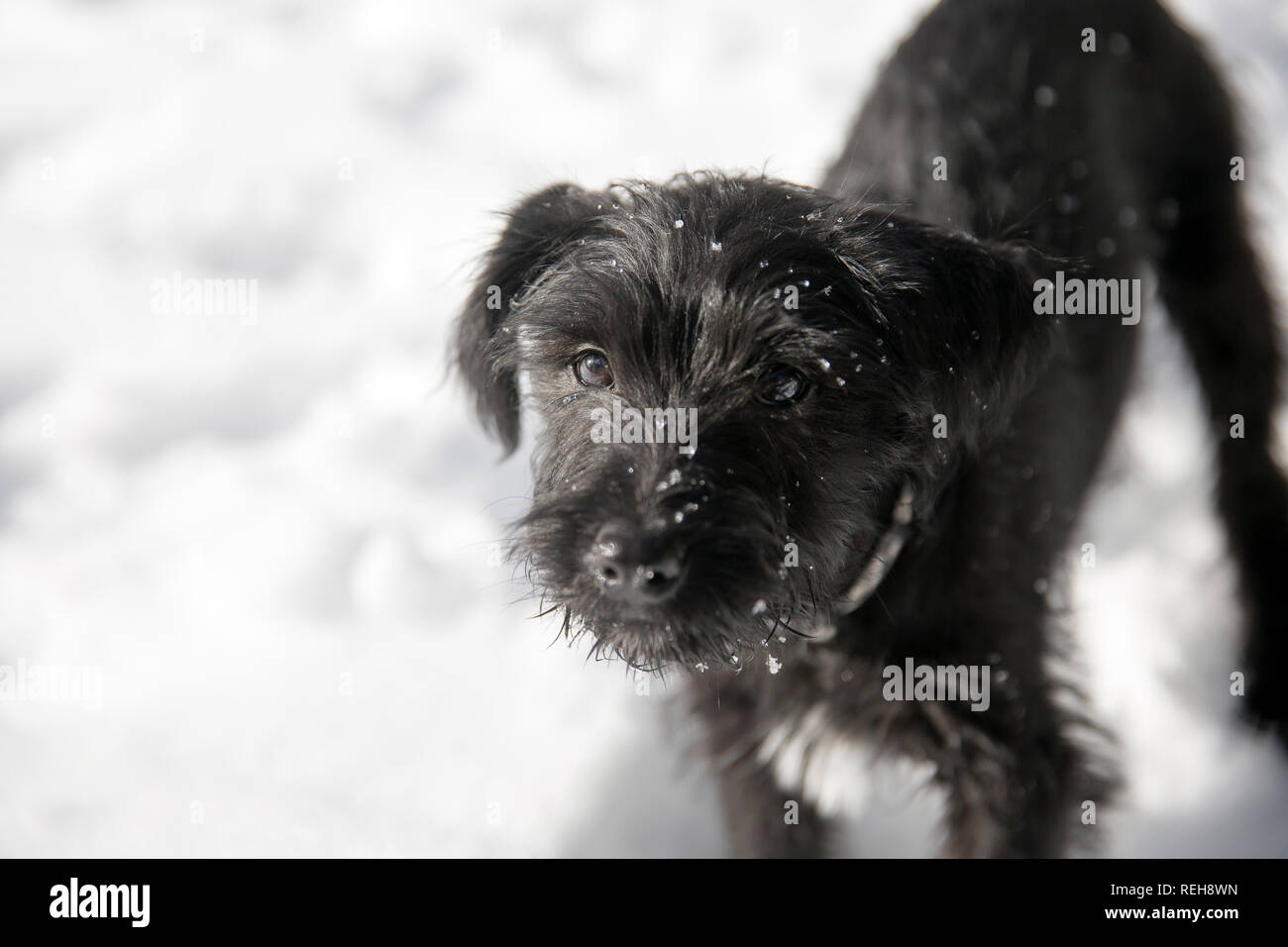 Miniature schnauzer puppy cute dog snow hi-res stock photography and ...