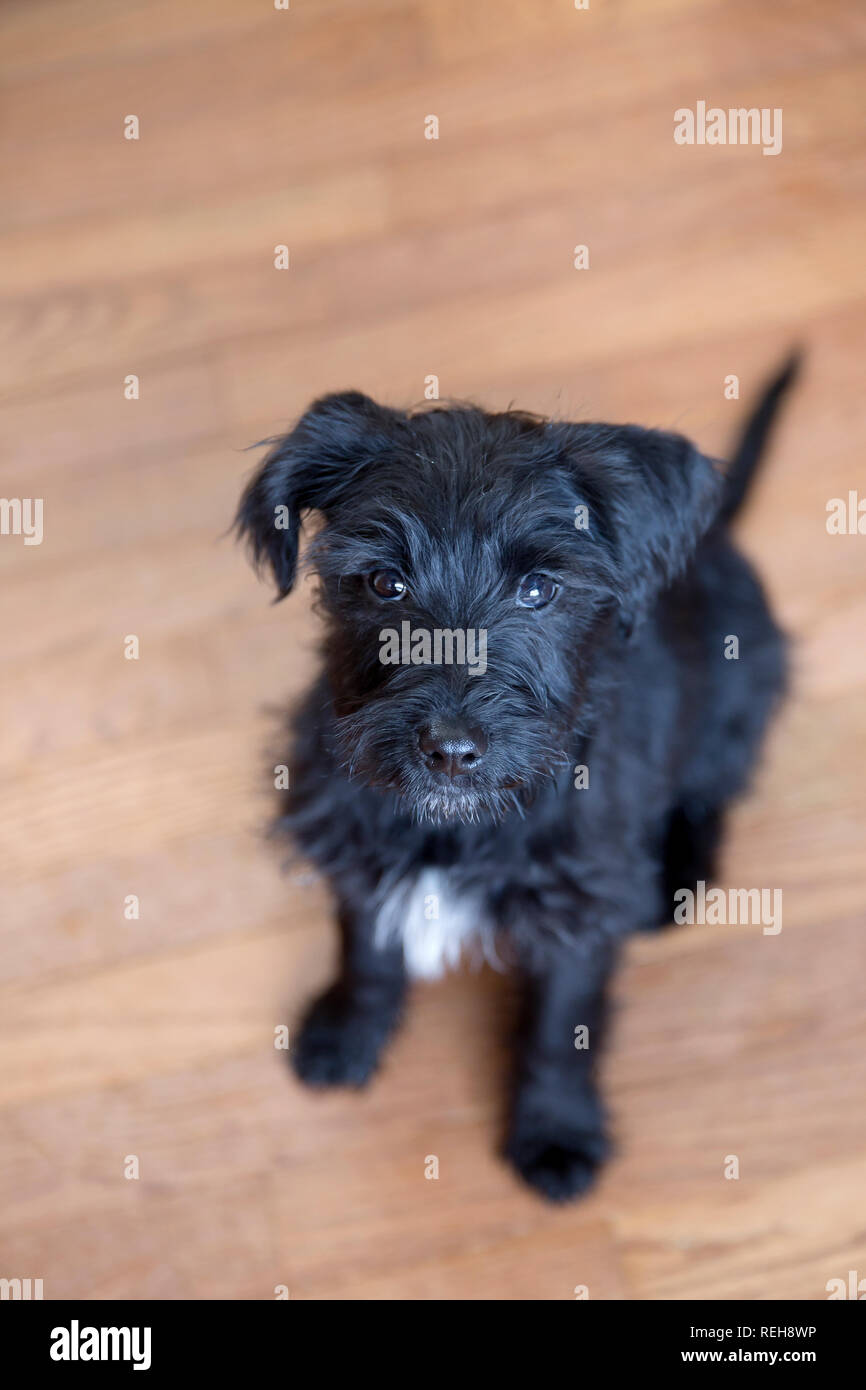 Miniature Schnauzer puppy sitting on the wood floor Stock Photo - Alamy