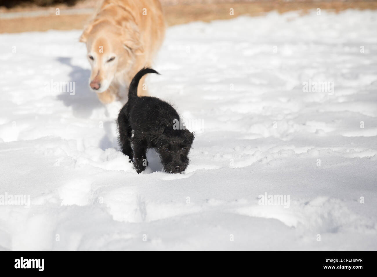 Miniature Schnauzer puppy playing in the snow Stock Photo - Alamy