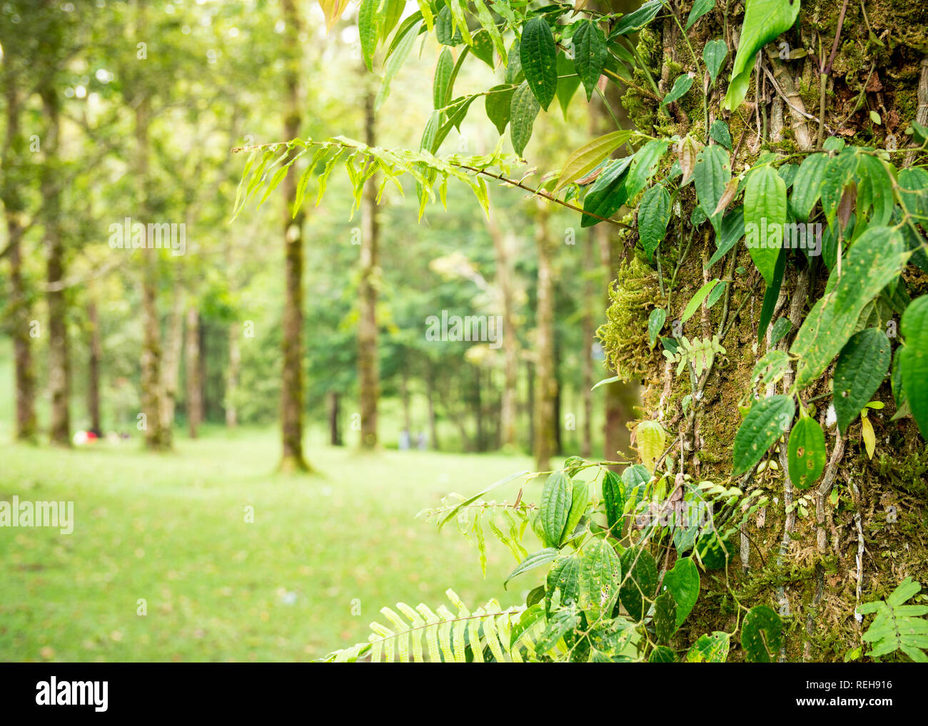 Close up of lush green moss covered tree with vines and copy space ...