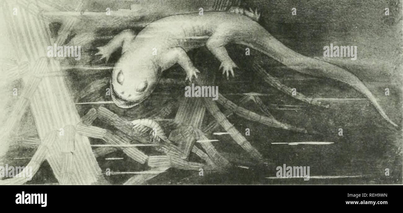 . The coal measures Amphibia of North America. Amphibians, Fossil ...