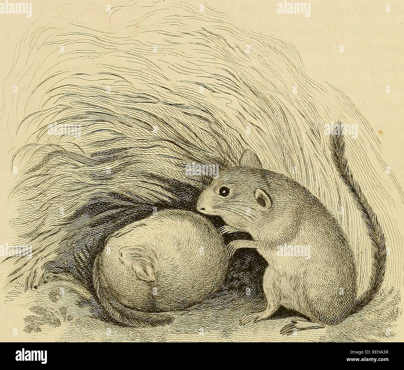 Muscare hi-res stock photography and images - Alamy