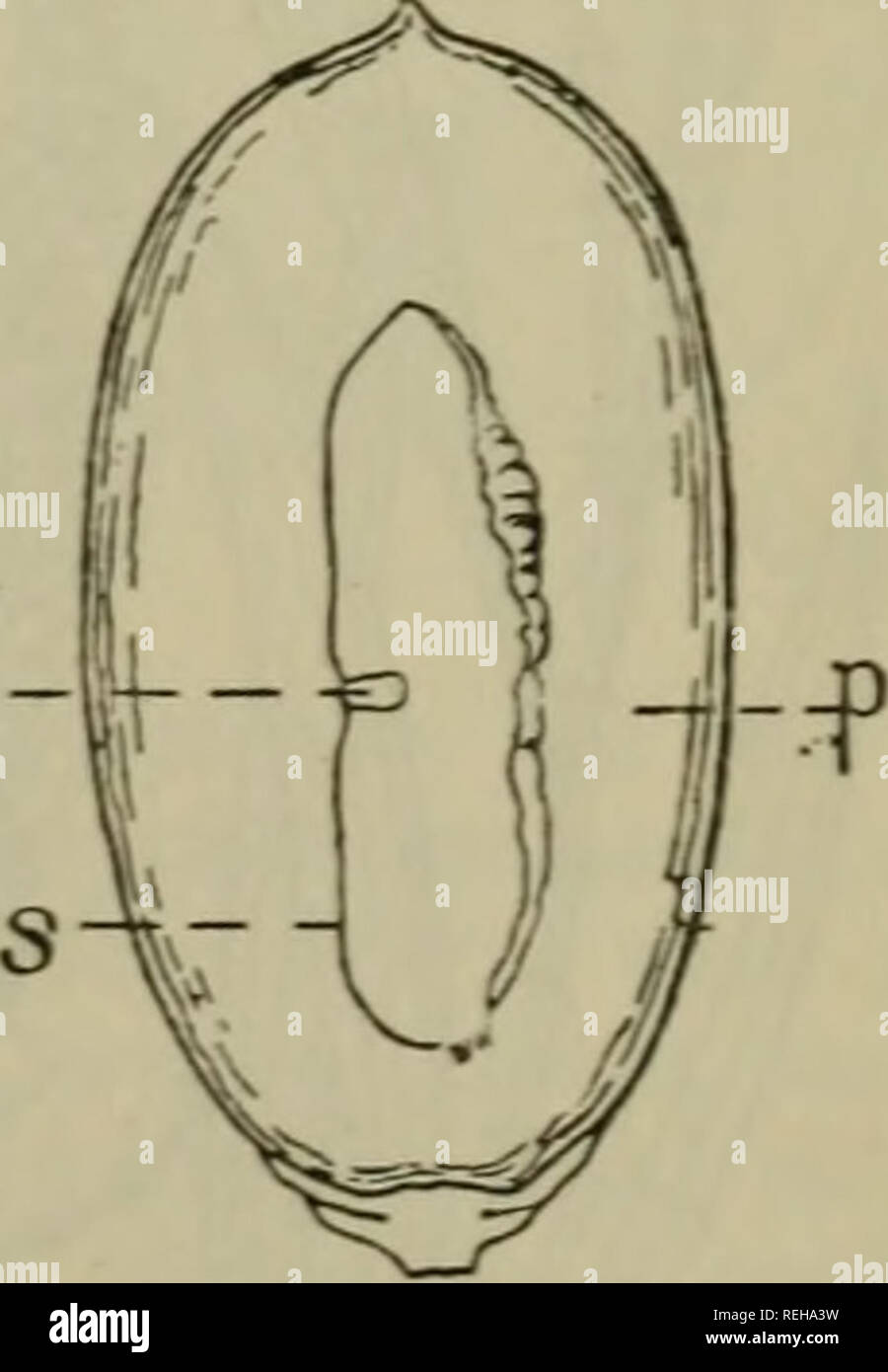 . The classification of flowering plants. Plants. PALMACEAE 257 The ...