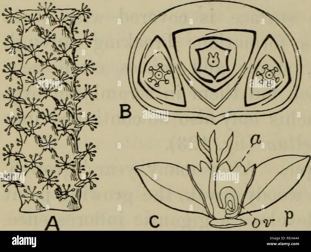 Raphia ruffia hi-res stock photography and images - Alamy