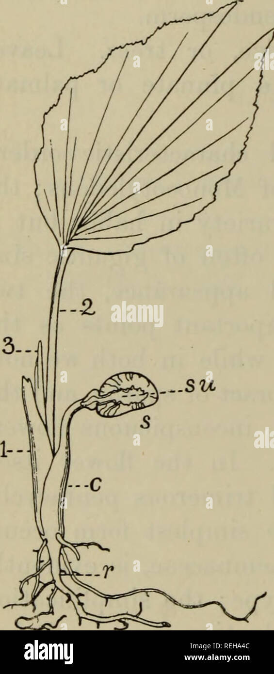 Acaulescent plants hi-res stock photography and images - Alamy