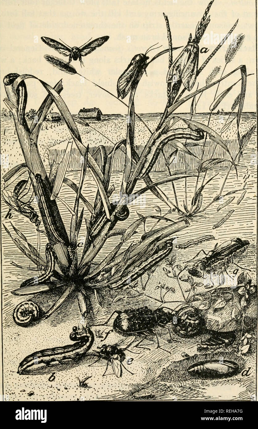 Calosoma sp hi-res stock photography and images - Alamy