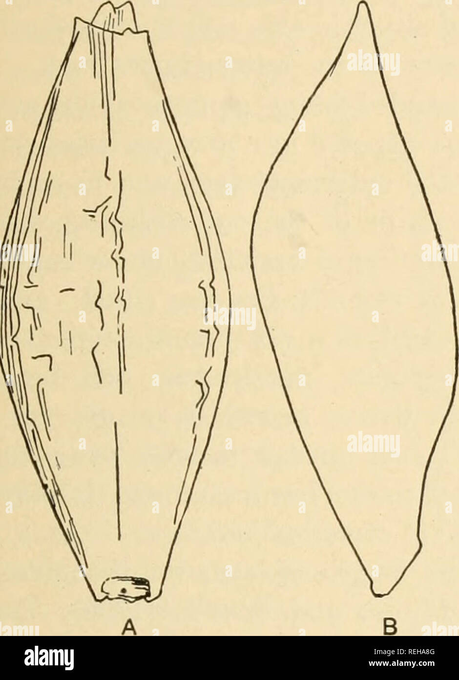 . A classification of the cultivated varieties of barley ... Barley. A ...