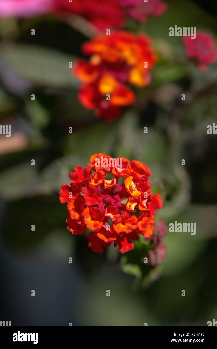 Dallas red lantana hi-res stock photography and images - Alamy