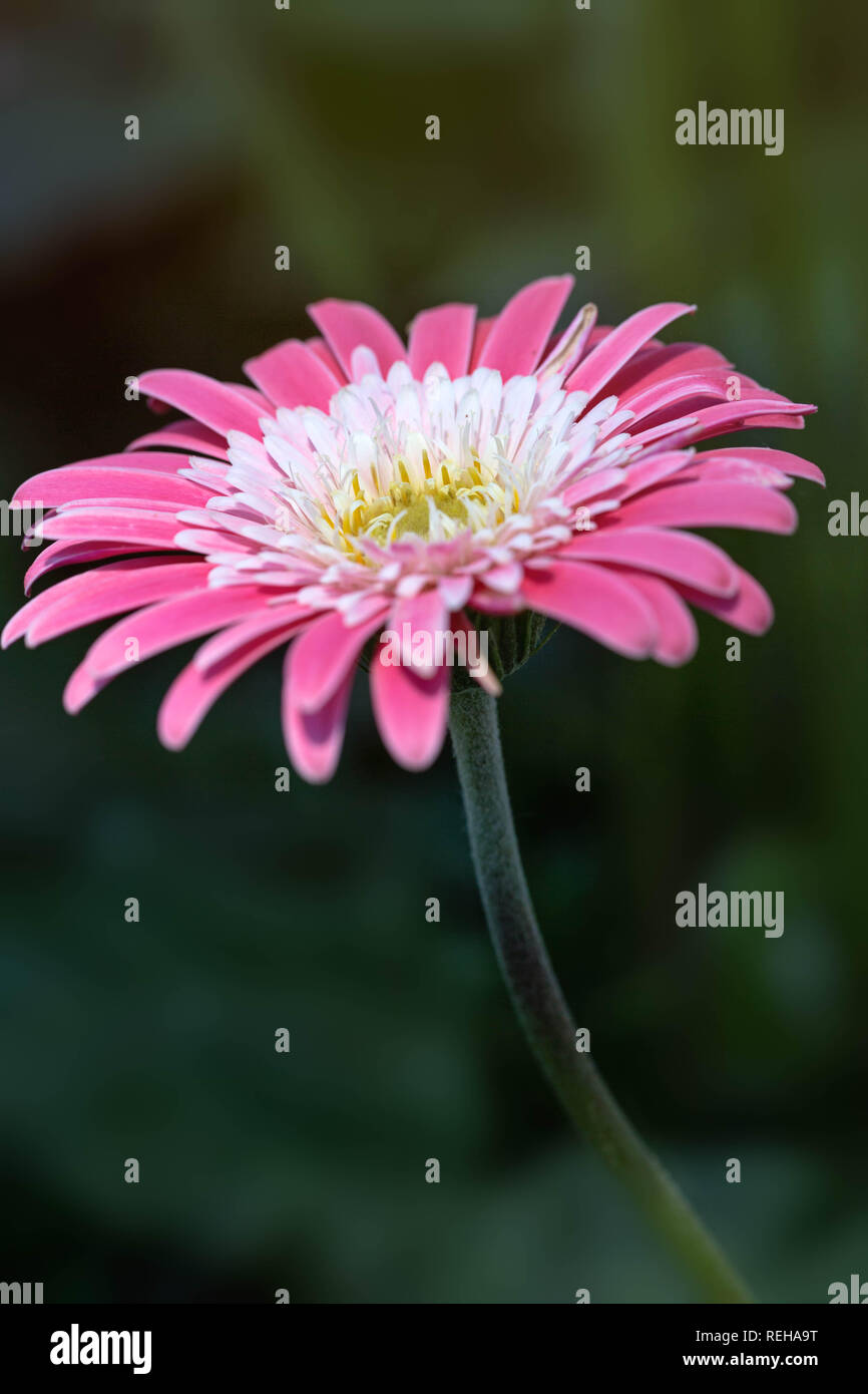 Pink daisy asteraceae hi-res stock photography and images - Alamy