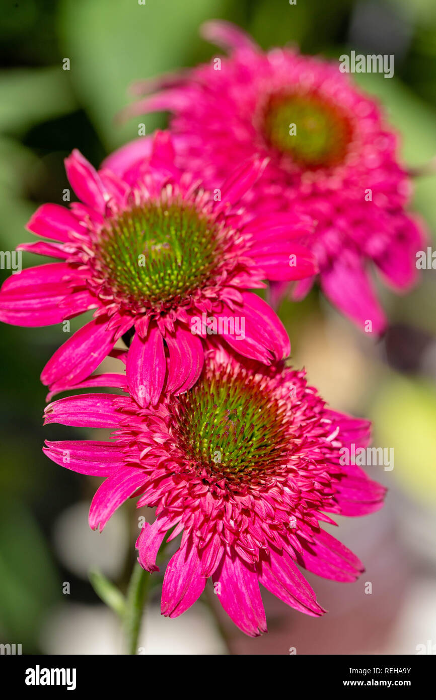 Echinacea blooms hi-res stock photography and images - Alamy