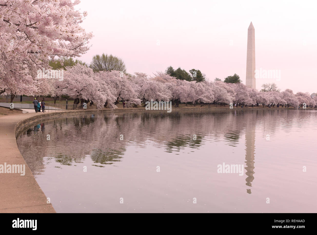 Late stage of cherry trees bloom with hues of pink around Tidal Basin ...