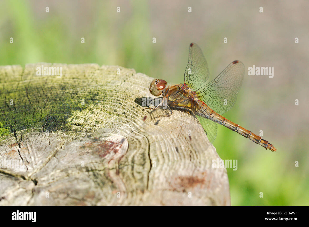 Dragonfly resting in a tree hi-res stock photography and images - Alamy