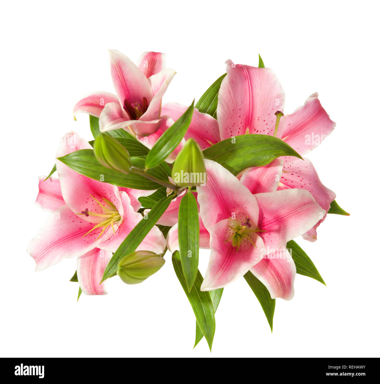 pink lilies bunch isolated on a white background Stock Photo - Alamy