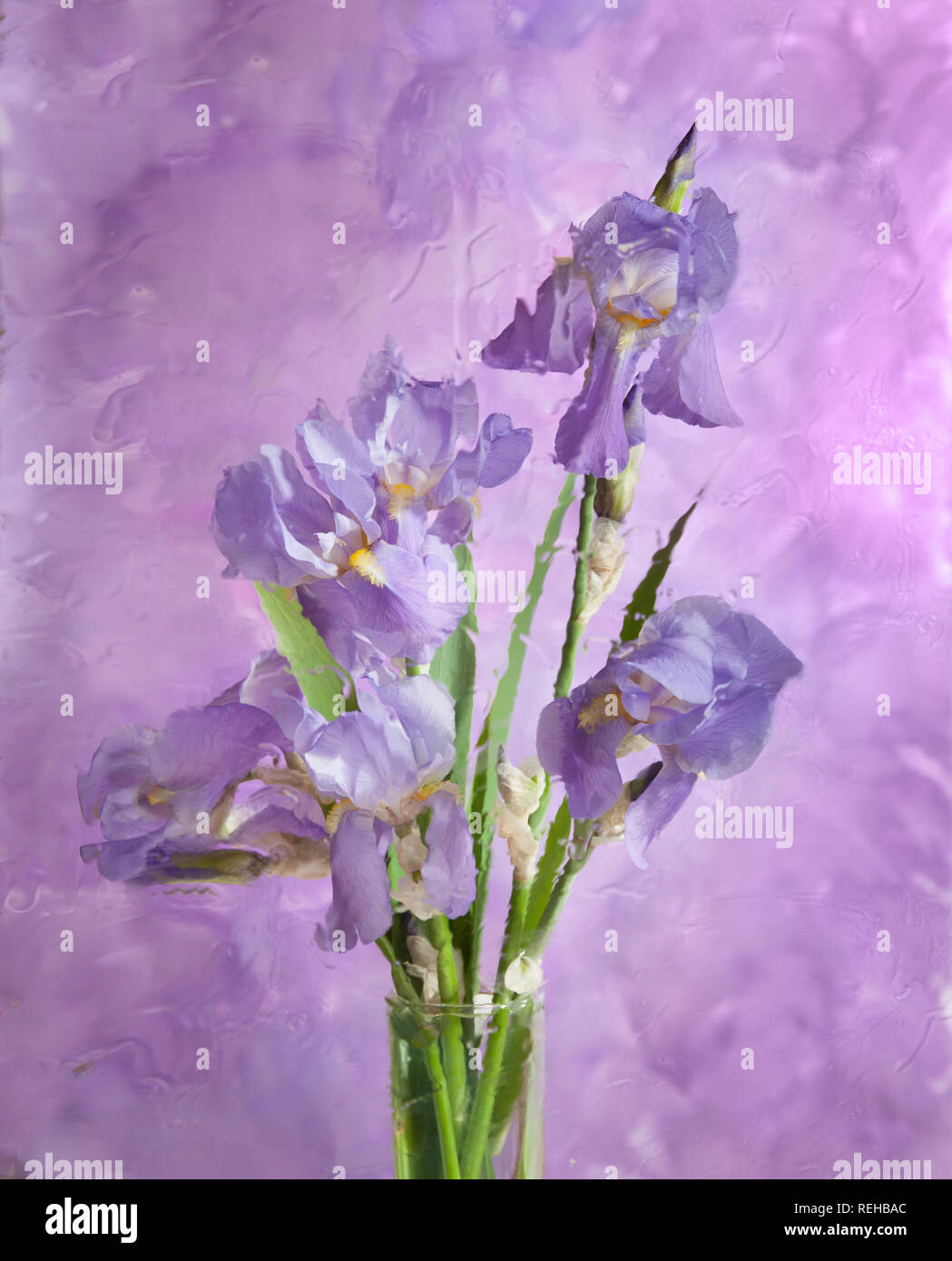 Still life with irises hi-res stock photography and images - Alamy