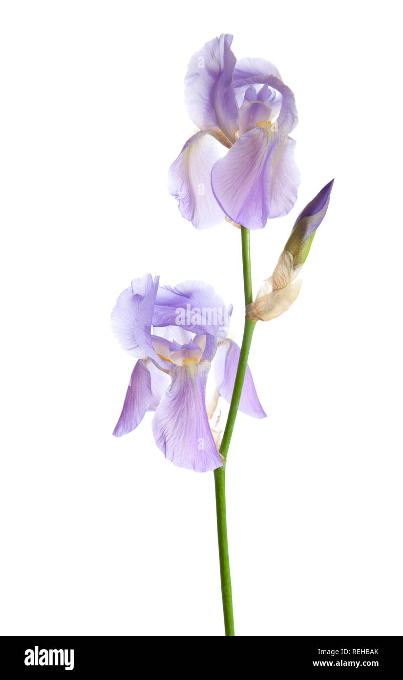 Light lilac flower isolated on a white background. Iris croatica Stock ...