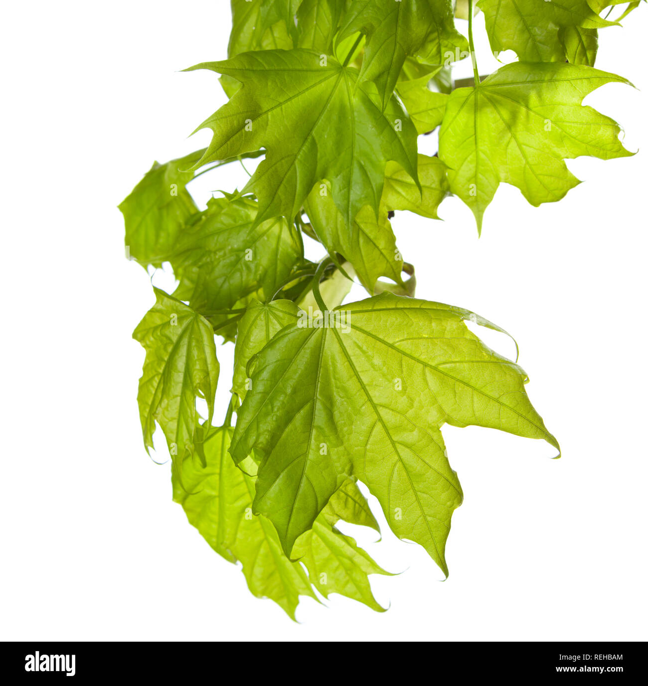 Fresh sprig of maple isolated on white background Stock Photo - Alamy