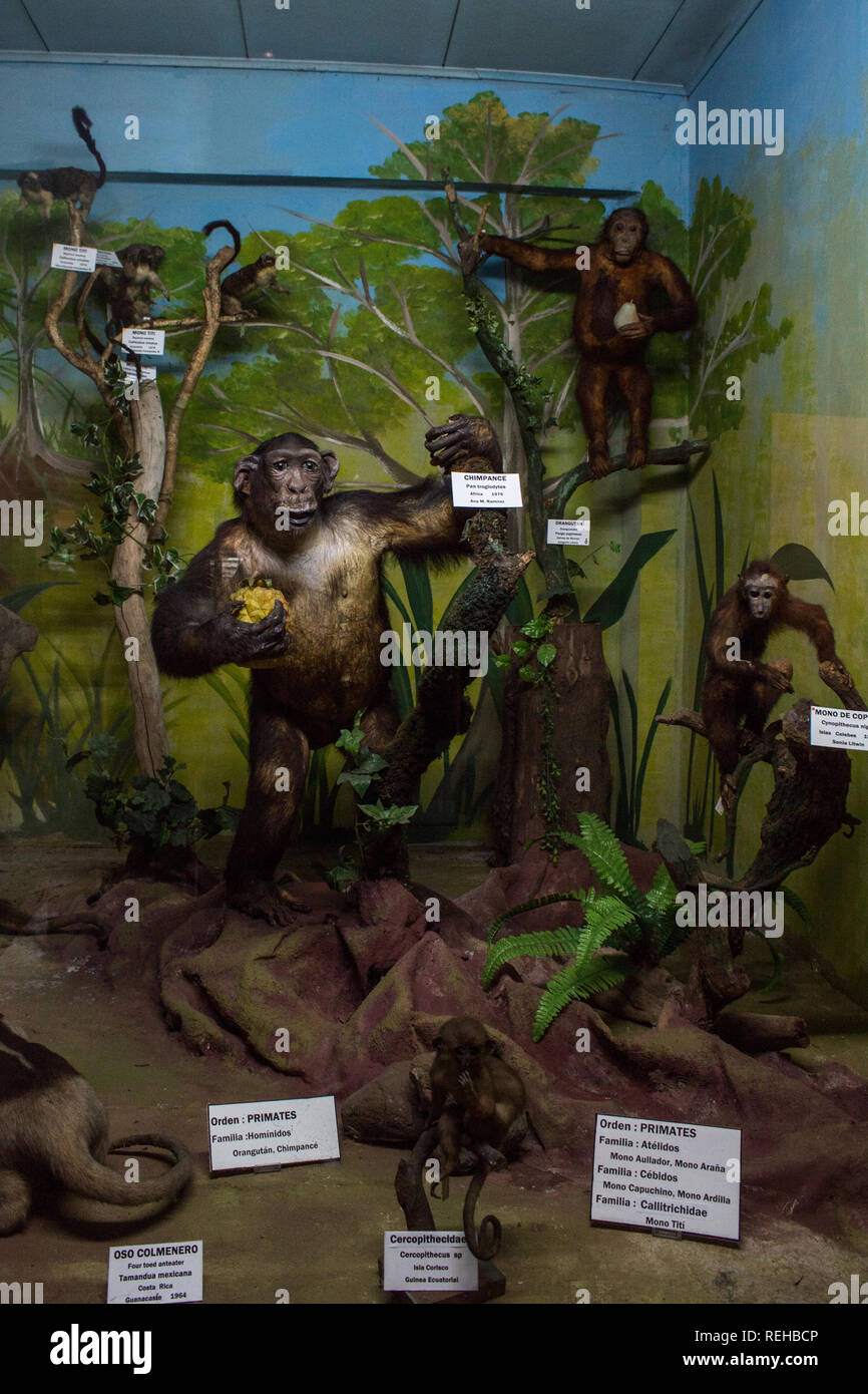A display of primates (orangutan, chimpanzee etc) at La Salle Natural ...