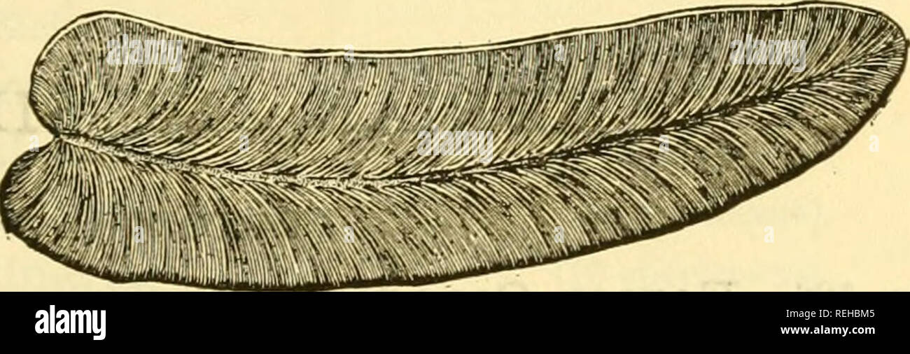 Ficoides hi-res stock photography and images - Alamy