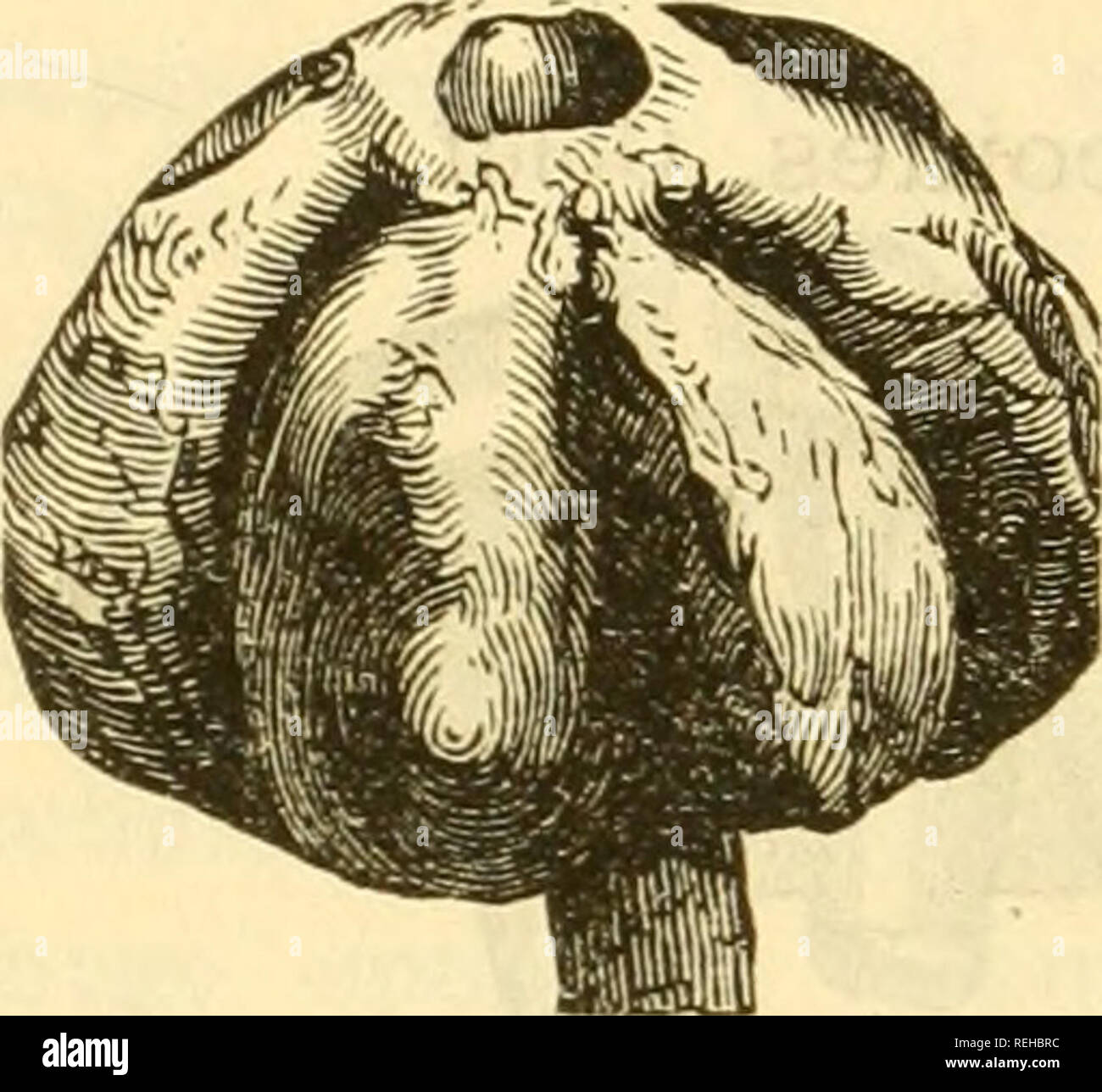 Sponge spicula hi-res stock photography and images - Alamy