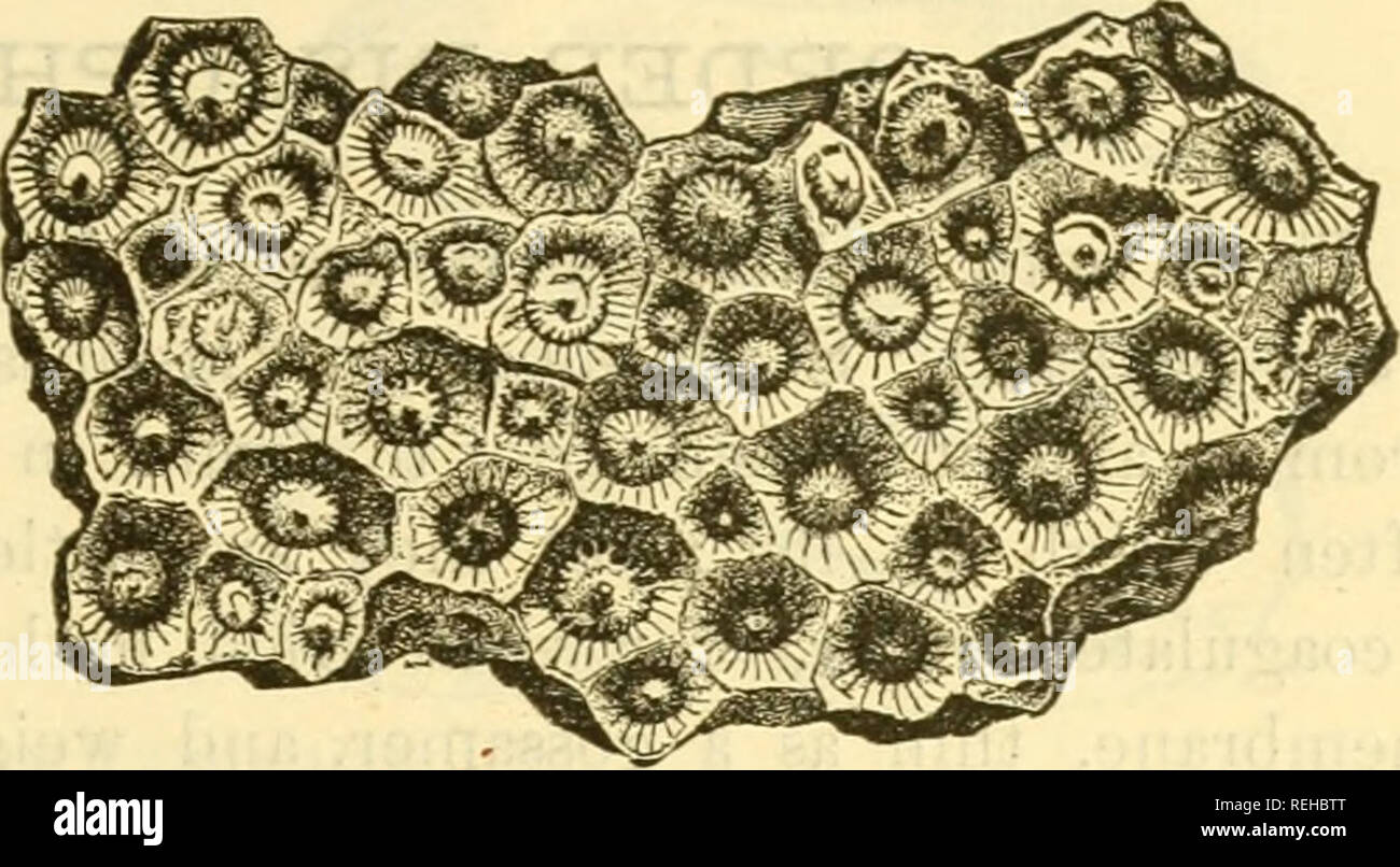 Zaphrentis hi-res stock photography and images - Alamy