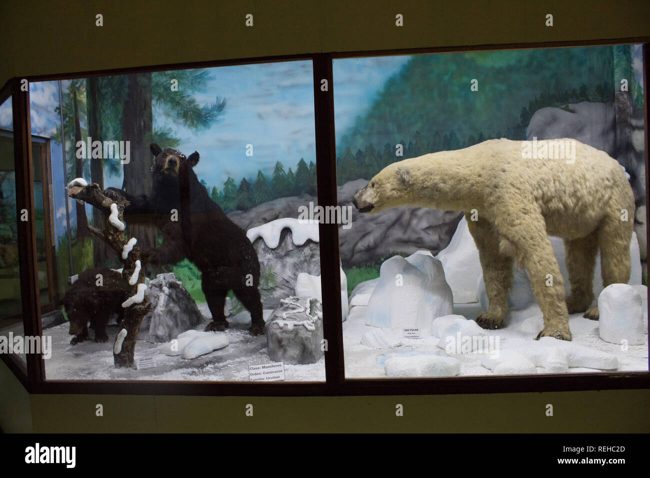 A display of a stuffed brown bear and a polar bear at La Salle natural ...