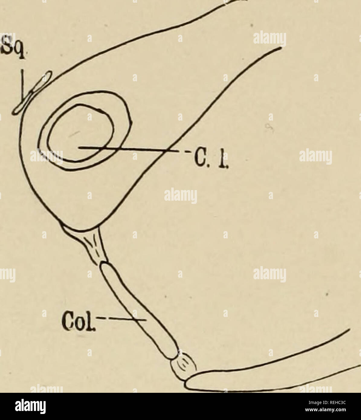 Columella Stock Photos & Columella Stock Images - Alamy