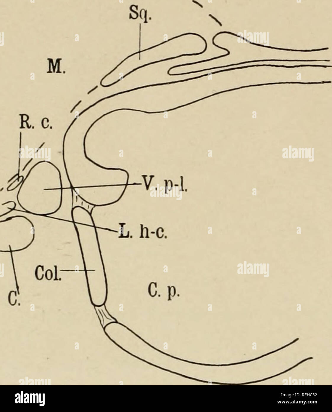 Columella Stock Photos & Columella Stock Images - Alamy