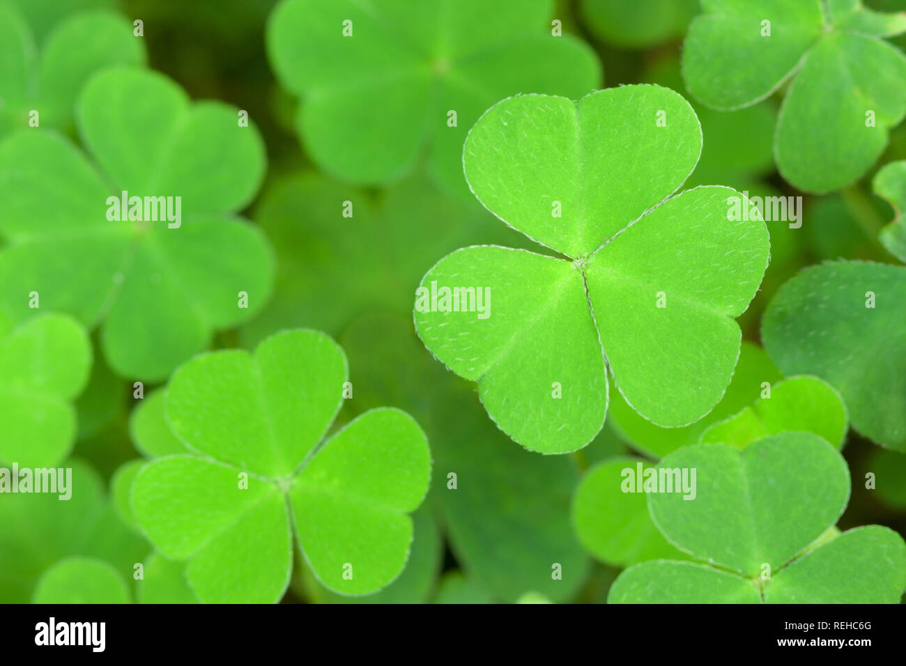 green background with three-leaved shamrocks Stock Photo - Alamy