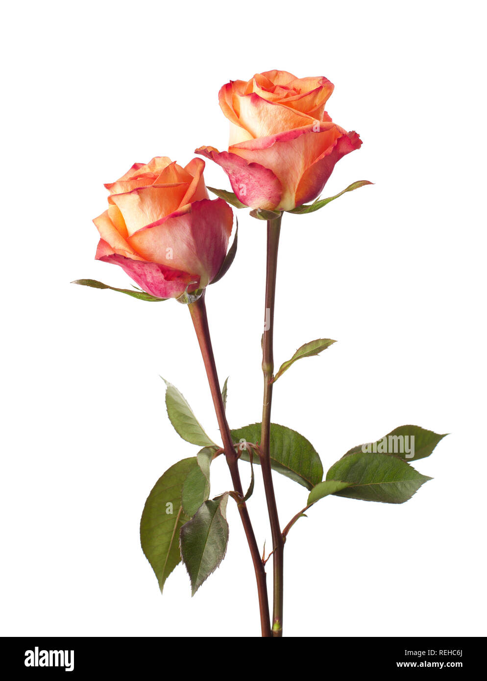 Two orange rose isolated on white background Stock Photo - Alamy