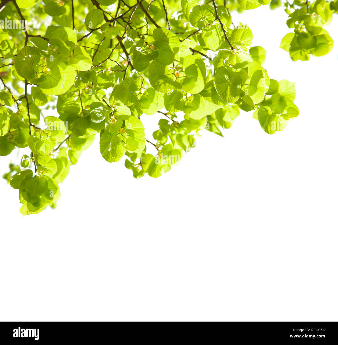Fresh leaves of Tilia isolated on white background Stock Photo - Alamy