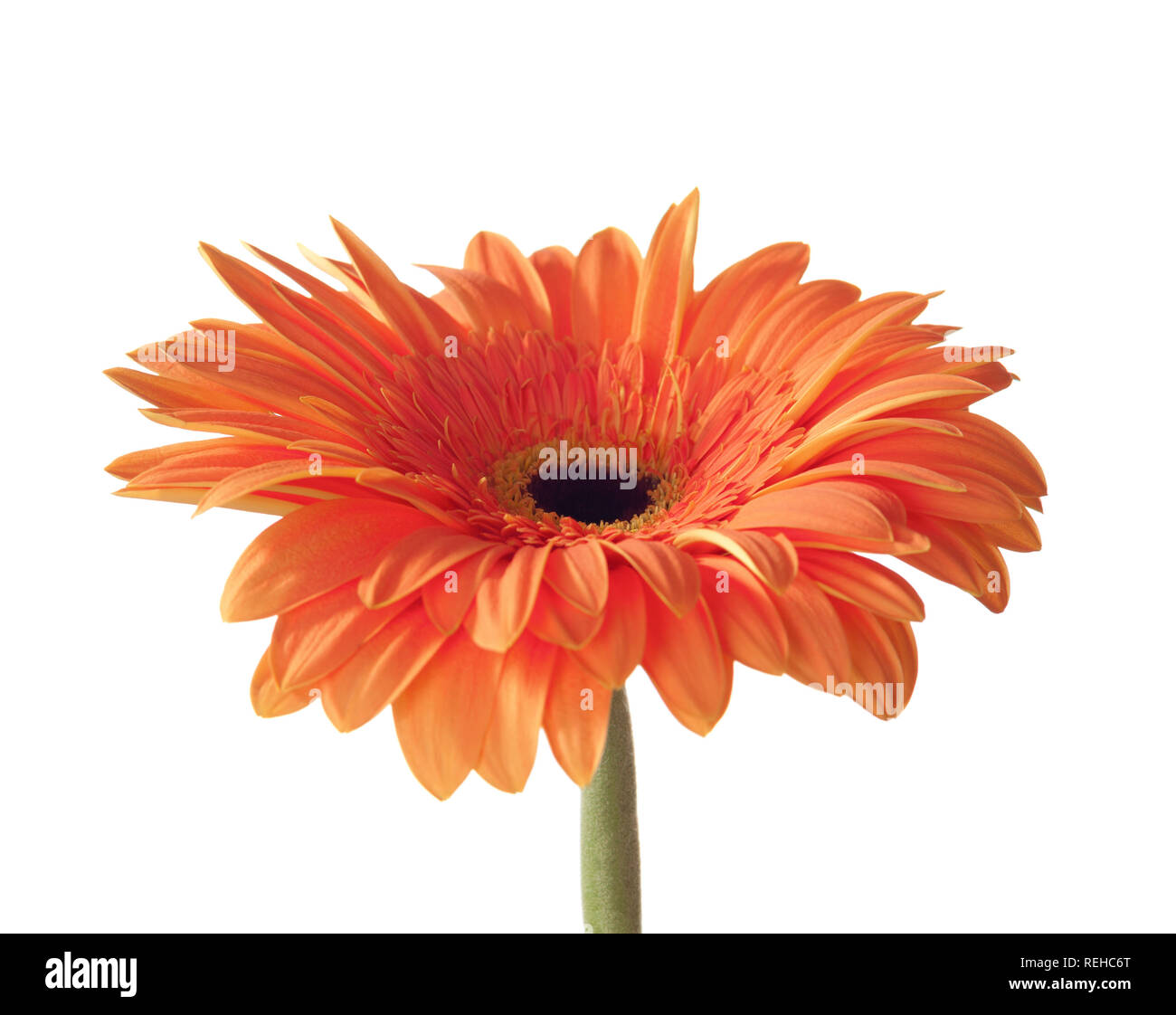 Orange gerbera isolated on white background Stock Photo - Alamy