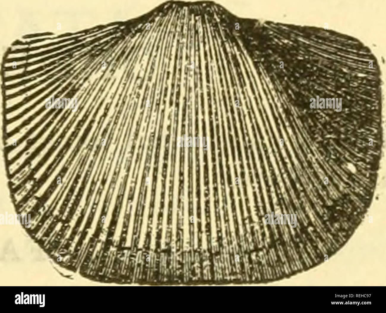 Orthis occidentalis hi-res stock photography and images - Alamy