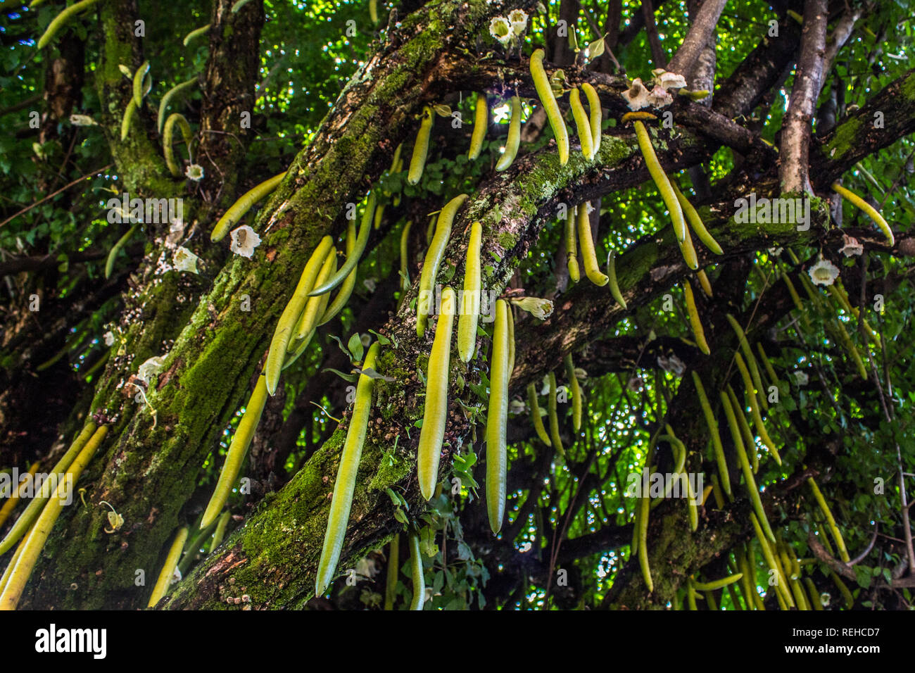 Parmentiera Cereifera High Resolution Stock Photography and Images - Alamy
