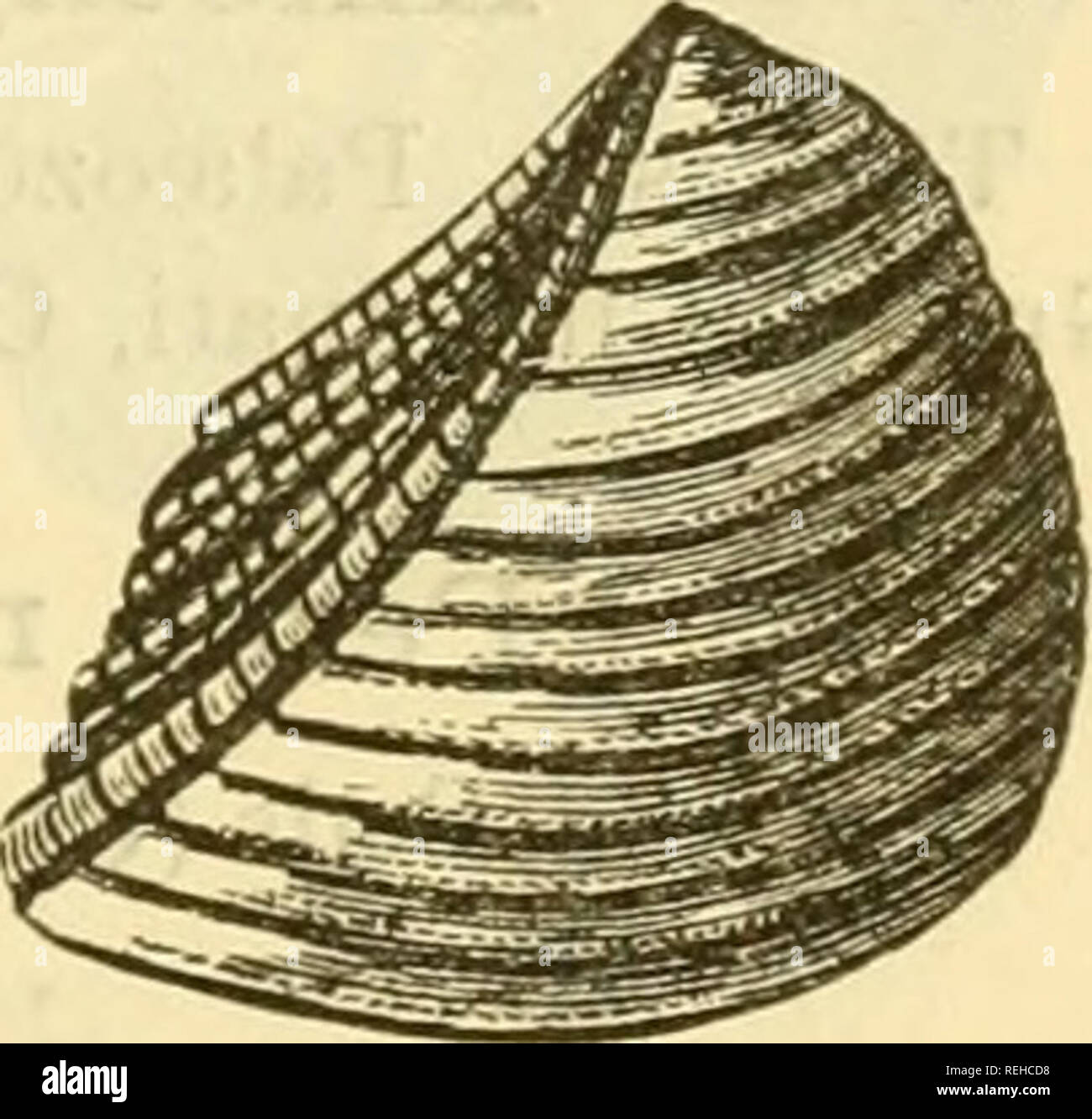 . College collection of palaeontology. No. 334. Crassatella protexta,