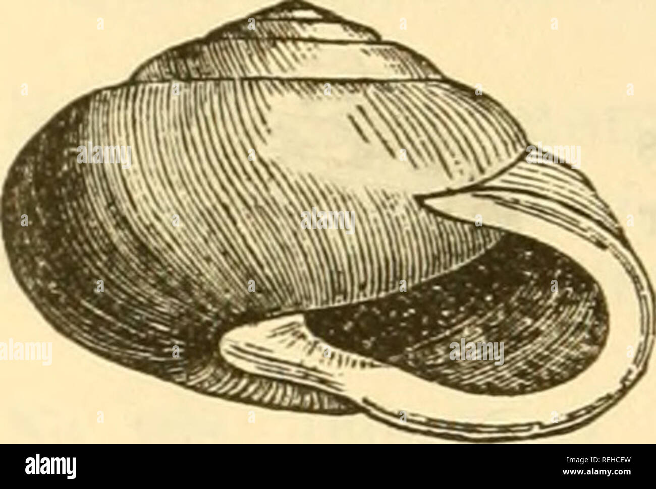 Turonensis hi-res stock photography and images - Alamy