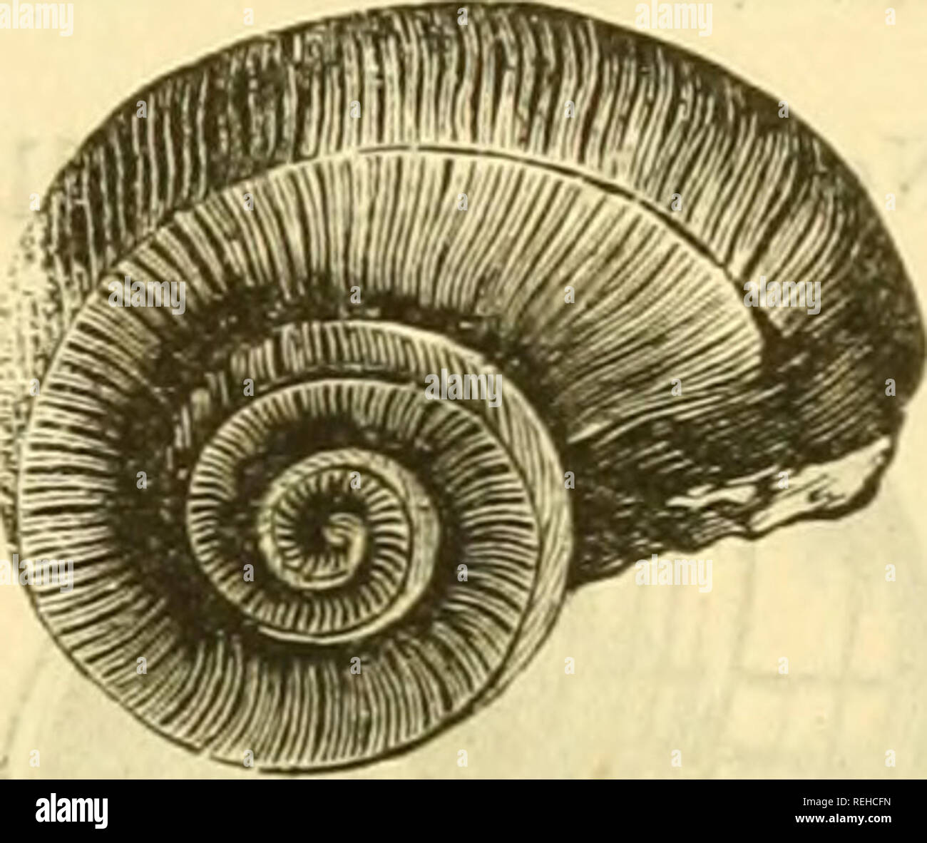 . College collection of palaeontology. GASTEROPODA. 113 No. 274. Pyrula ...