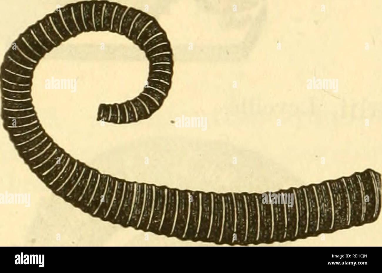 . College collection of palaeontology. This is from the Grey Chalk ...