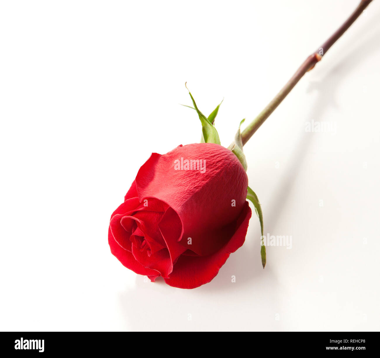 red rose lying on white background Stock Photo - Alamy