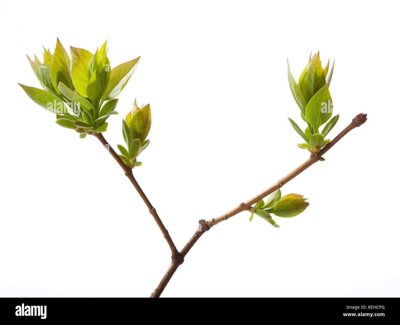 Fresh green branch young lilac hi-res stock photography and images - Alamy