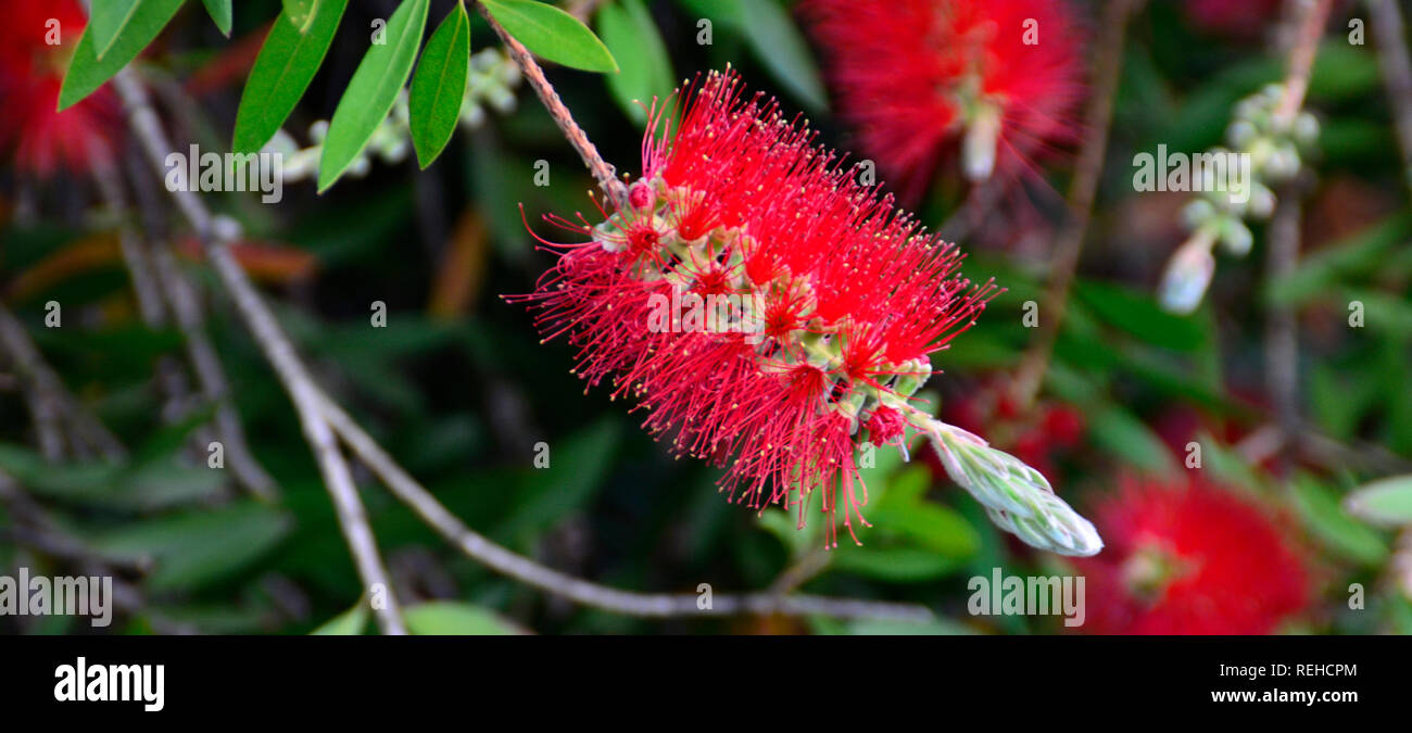 Close-up of Red Bottlebrush plant (Callistemon spp.) by Flavia Brilli ...