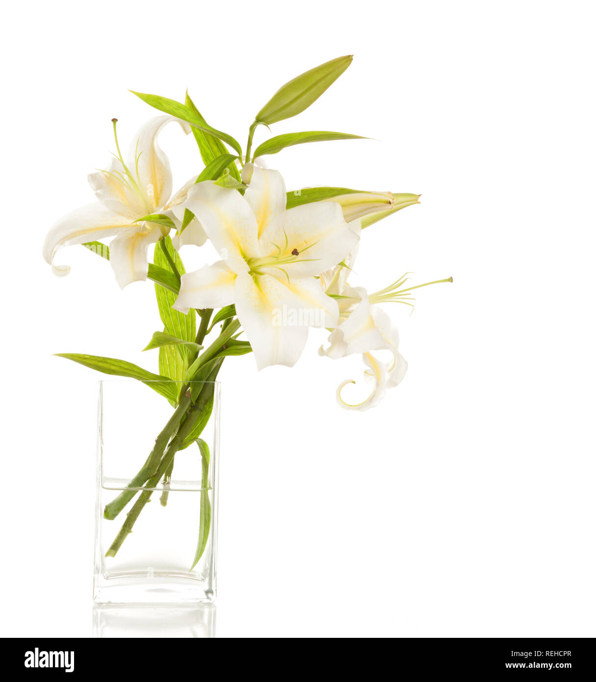 White asiatic lily flower Cut Out Stock Images & Pictures - Alamy