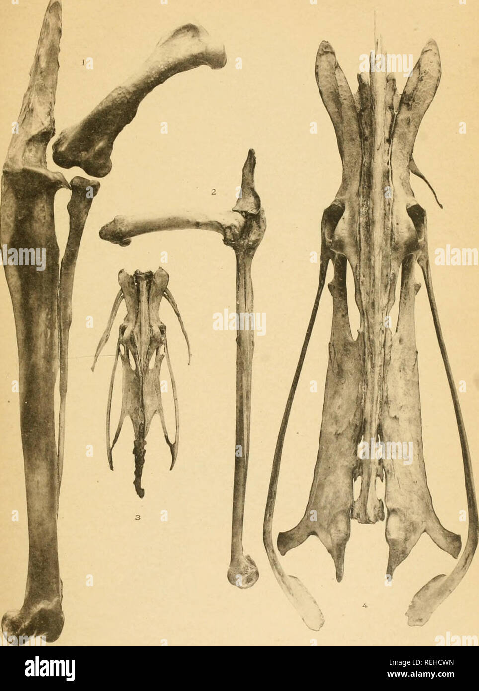 Booksubjectprocellariiformes hi-res stock photography and images - Alamy