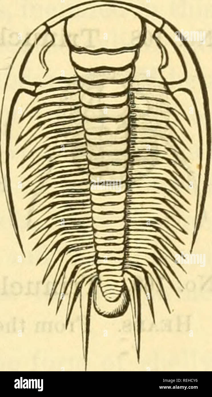 . College collection of palaeontology. No. 163. [437, Cast ...