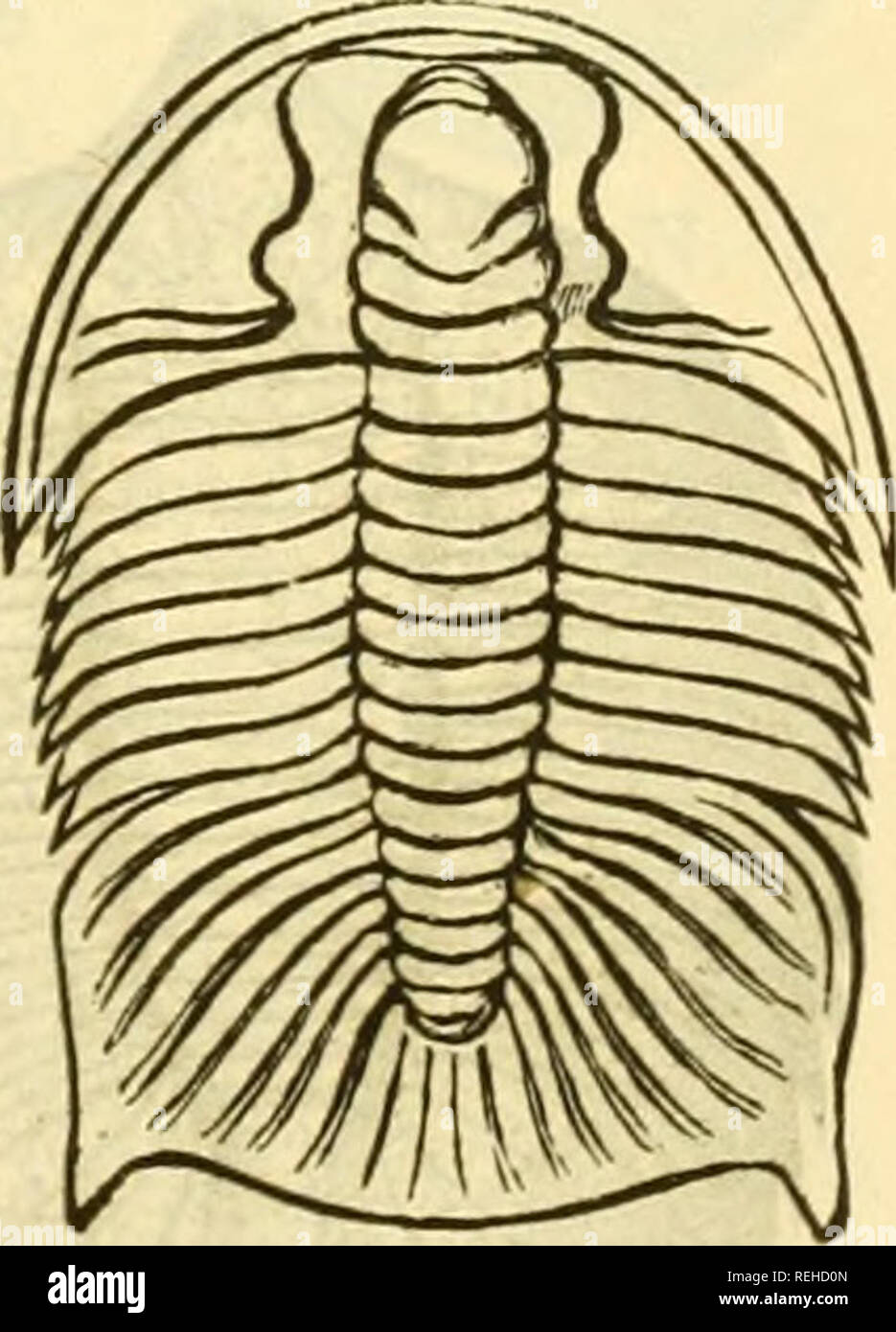 Calliteles hi-res stock photography and images - Alamy